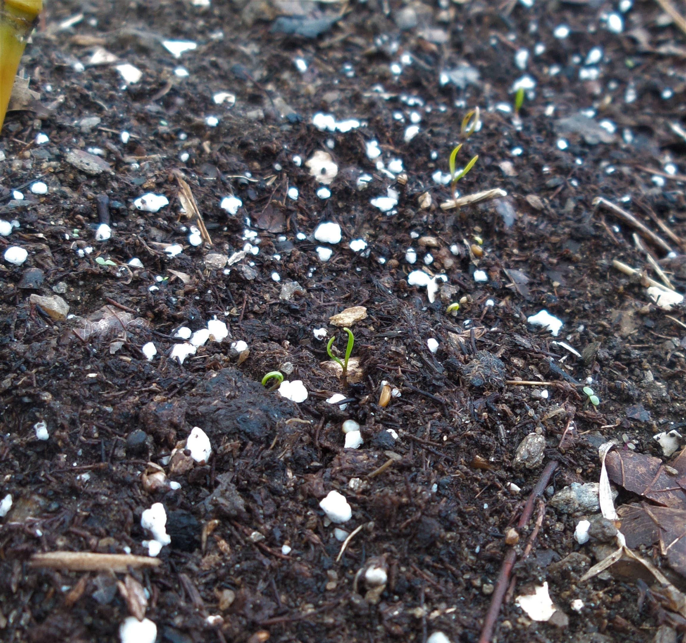 Réussir son semis de carotte en sol argileux en 4 étapes - Le potager ...