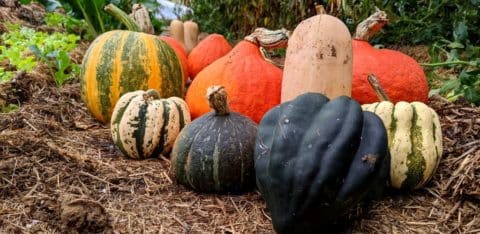 11 variétés de courges à essayer au potager cette année ! - Le potager ...