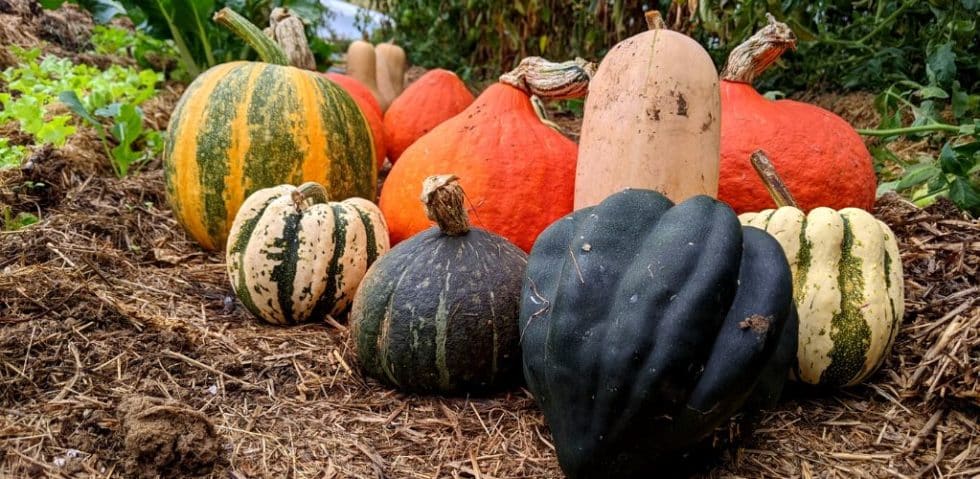 11 variétés de courges à essayer au potager cette année ! - Le potager ...