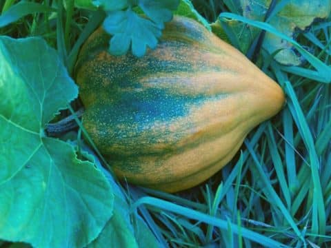 11 variétés de courges à essayer au potager cette année ! - Le potager ...