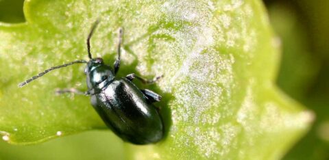 Qui sont les altises et comment jardiner avec elles ? - Le potager ...