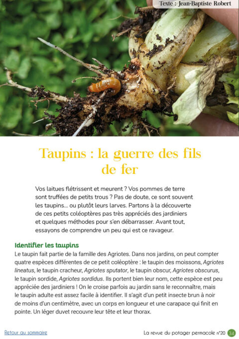 Qui sont les altises et comment jardiner avec elles ? - Le potager ...