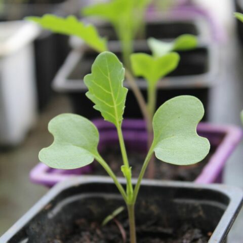 Quand semer/planter les choux pour des récoltes étalées ? - Le potager ...