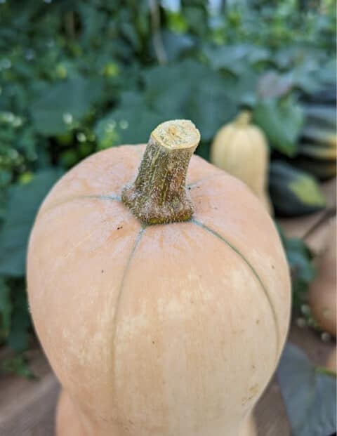 Récolter les courges (et les faire sécher) - Le potager permacole