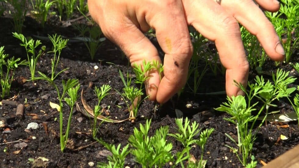 Réussir son semis de carotte en sol argileux en 4 étapes - Le potager ...