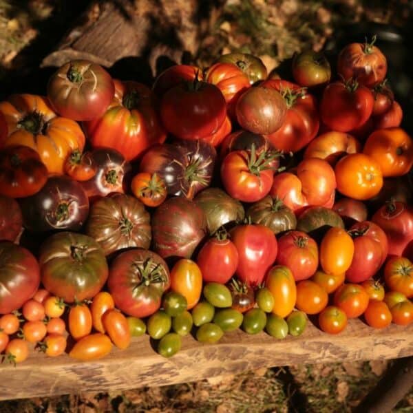 Mes 10 variétés de tomates reproductibles - Le potager permacole